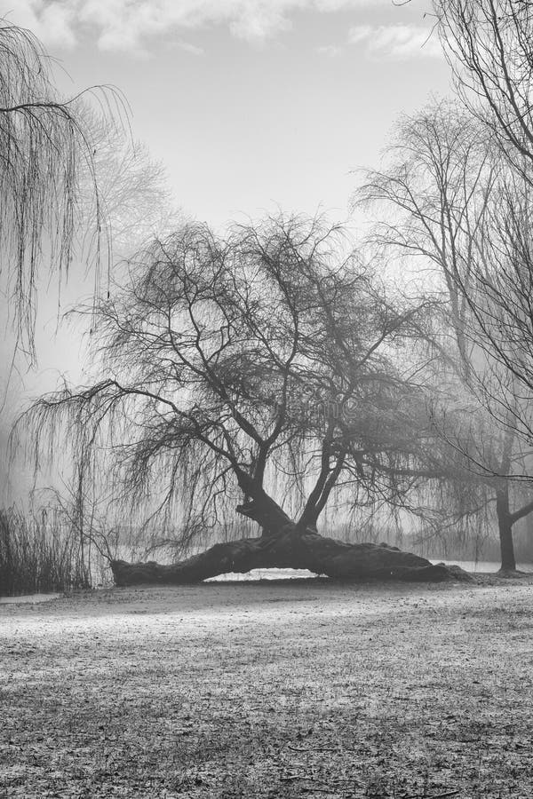Fallen Tree Sprouting New Branches Stock Photos - Free & Royalty-Free ...