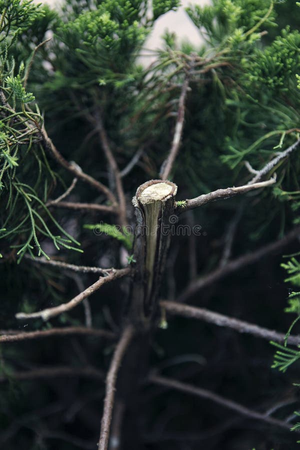 Fallen Tree, Still Alive and Green Stock Image - Image of flower, limb ...