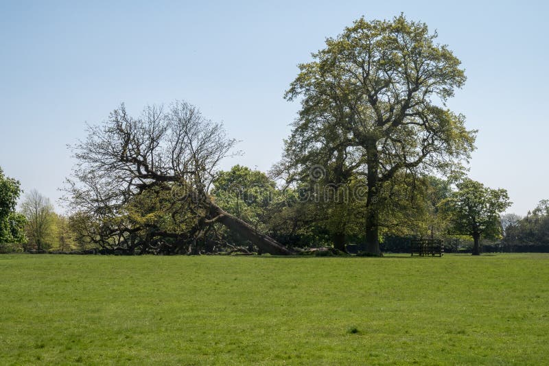 Fallen Tree Still Growing in English Garden Stock Image - Image of ...