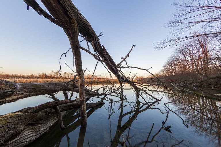 Fallen Tree on a Still Lake Stock Image - Image of wood, nature: 206821903