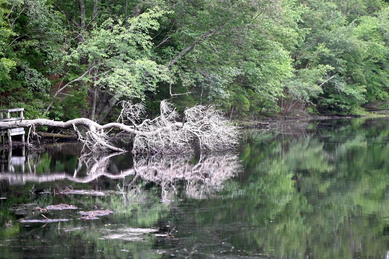 Fallen Tree in Still Pond stock image. Image of weathered - 189281551