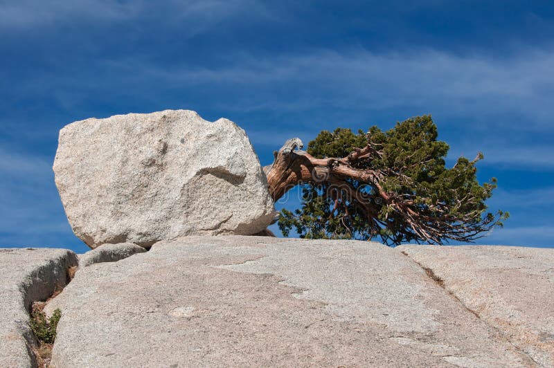 Fallen Tree on a Stone Hill in Yosemite Stock Image - Image of concepts ...