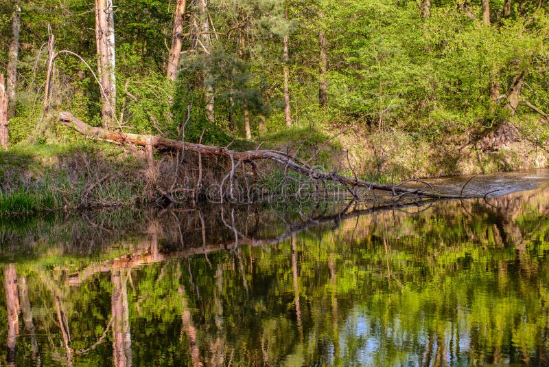 The Fallen Tree from the Storm Along the River Stock Photo - Image of ...