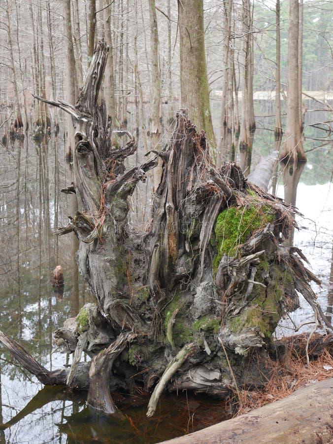 Fallen Tree Storm Damage Moss Lake Stock Image - Image of lake, tree ...