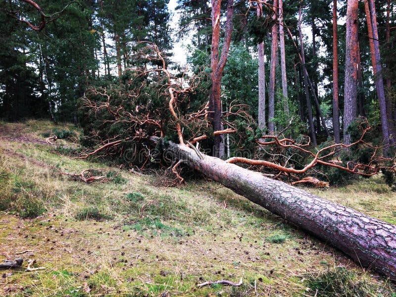 Fallen tree stock image. Image of tree, weather, storm - 102104377