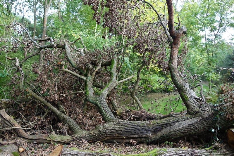 Fallen Tree after a Storm stock photo. Image of woodland - 164244592