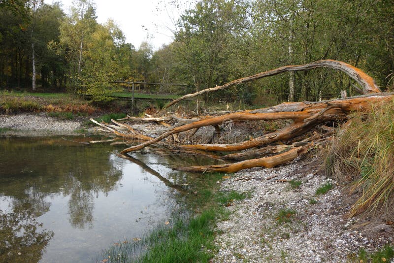Fallen Tree after a Storm stock photo. Image of woodland - 164244592