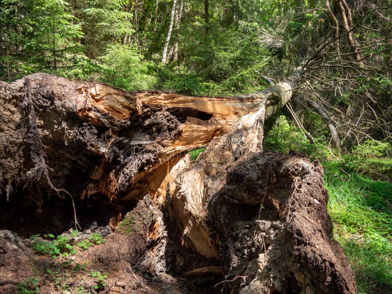 Fallen tree after a storm stock image. Image of stream - 248036901