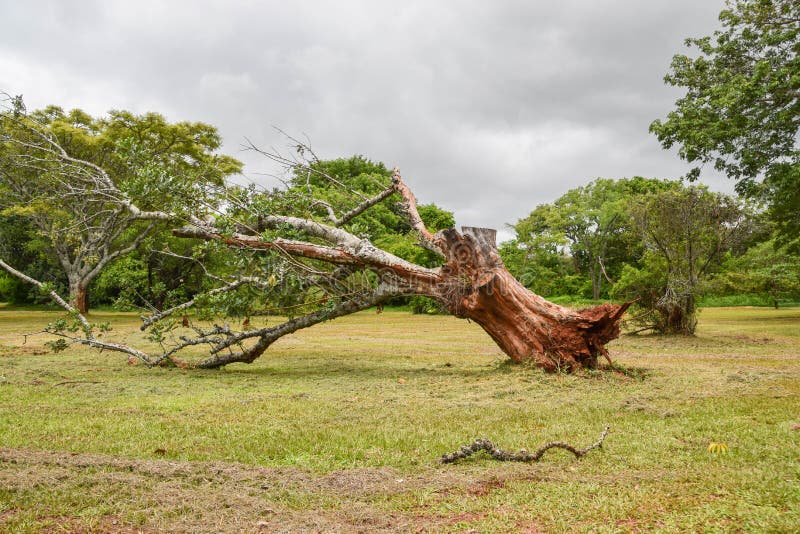 A Fallen Tree after a Storm Stock Image - Image of bark, dead: 241494339