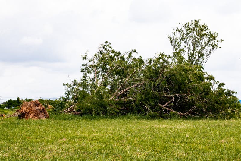 Fallen Tree after Storm , Uprooted Tree Stock Image - Image of tree ...