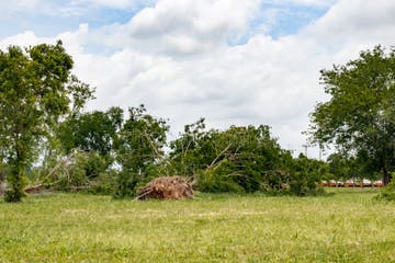114 Tree Roots Storm Cloud Stock Photos - Free & Royalty-Free Stock ...