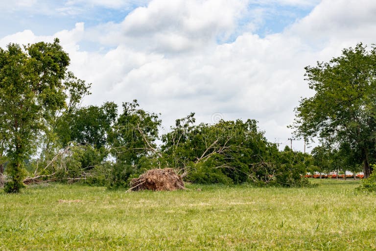 114 Tree Roots Storm Cloud Stock Photos - Free & Royalty-Free Stock ...