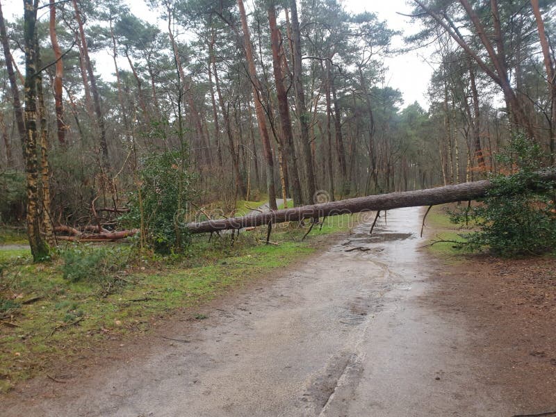 A Fallen Tree, after a Stormy Period Stock Image - Image of stormy ...