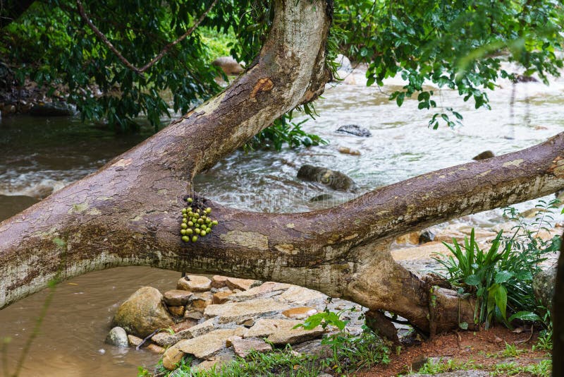 The Fallen Tree beside the Stream Stock Photo - Image of oblique, lean ...