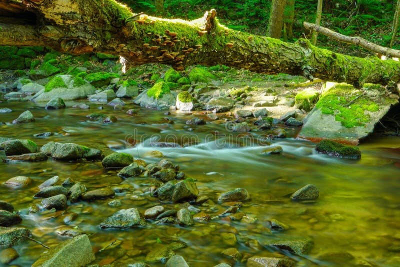 Fallen Tree beside Stream with Long Exposure Stock Photo - Image of ...
