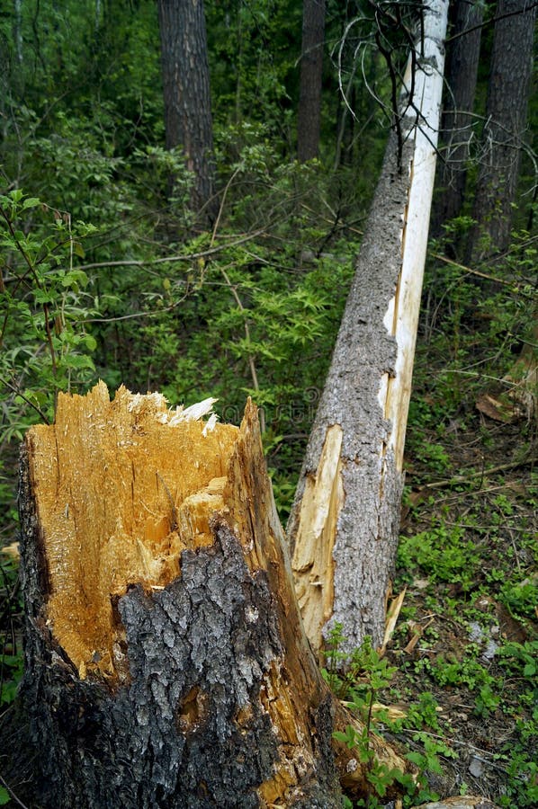 149 Broken Hard Tree Bark Stock Photos - Free & Royalty-Free Stock ...