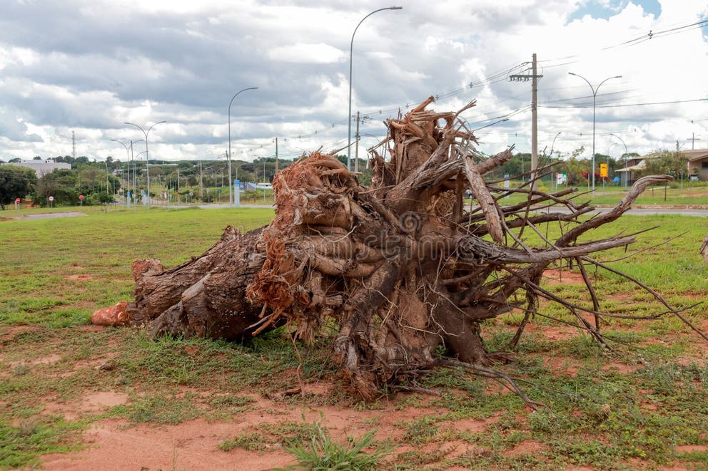 Fallen Tree Stump Being Cleared Out of an Urban Area Stock Photo ...