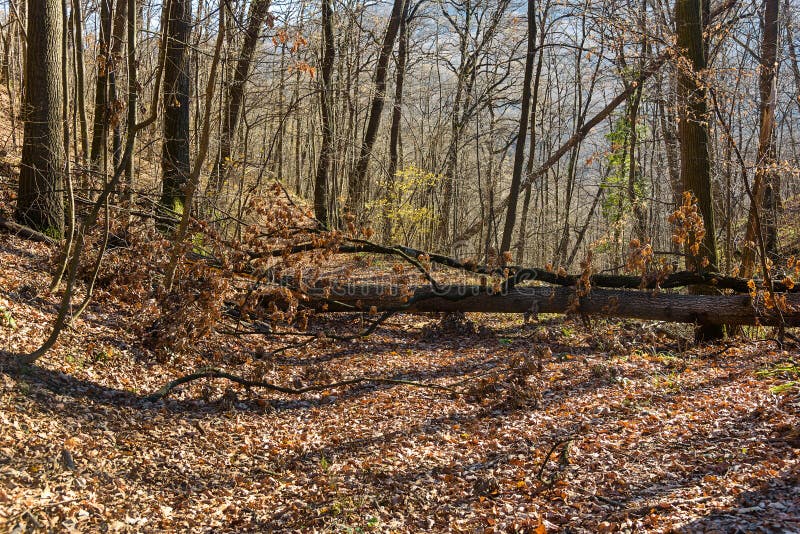 Fallen Tree Stump Blocking the Pathway in Autumn. Broken Tree in the ...