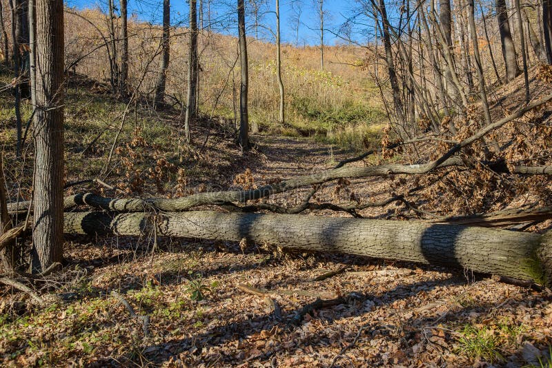 Fallen Tree Stump Blocking the Pathway in Autumn. Broken Tree in the ...