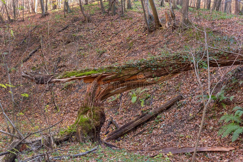 Fallen Tree Stump Blocking the Pathway in Autumn. Broken Tree in the ...