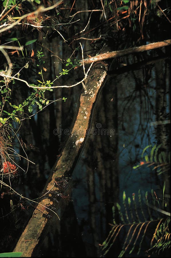 Fallen Tree Stump stock photo. Image of broken, stump - 130217828