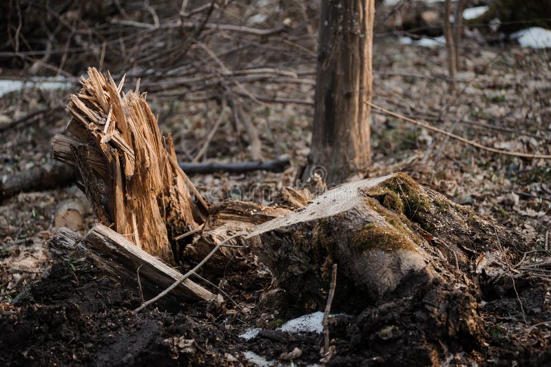 Fallen Tree Stump in a Forest Clearing with Exposed Grains and ...