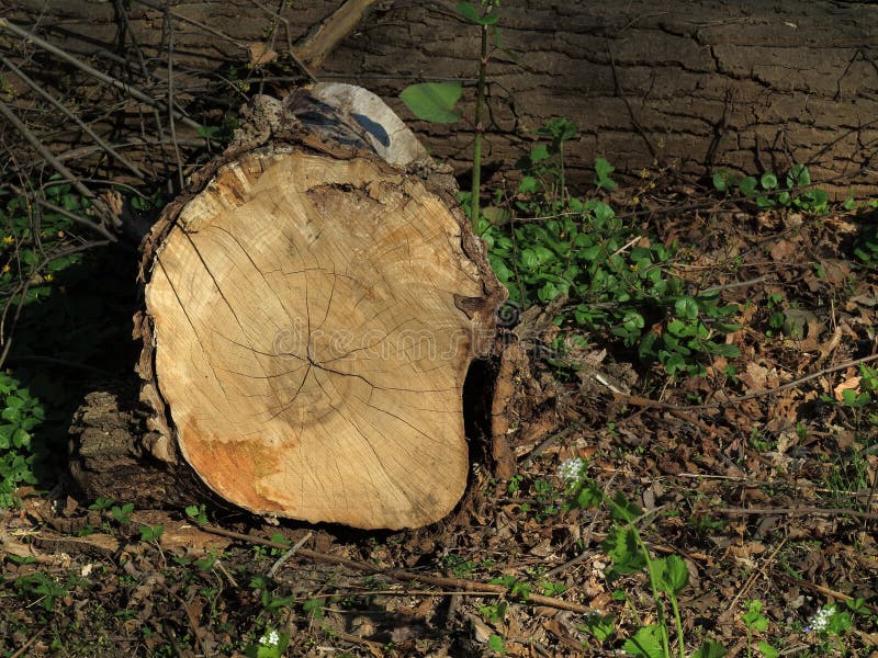 Fallen Tree Stump stock photo. Image of rings, bark, background - 99584538