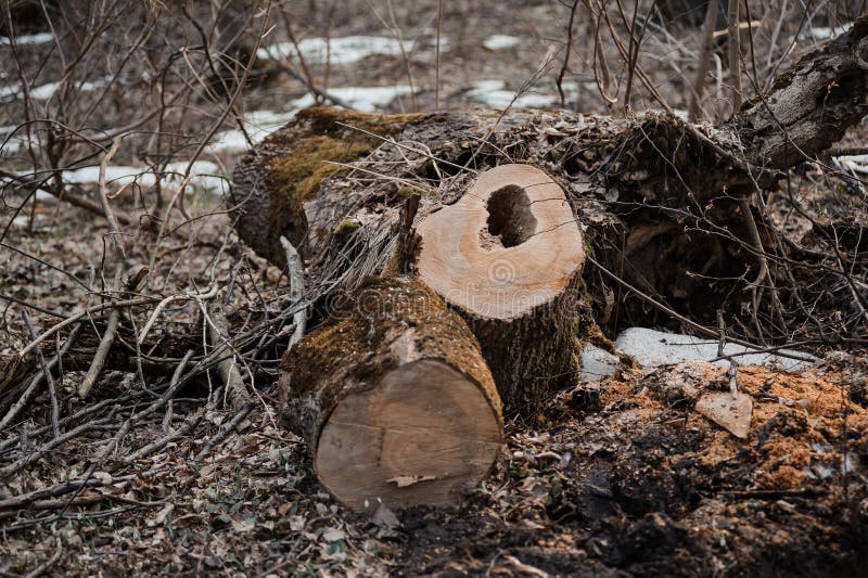 Fallen Tree Stump Surrounded by Brush in a Forest Clearing Stock Photo ...
