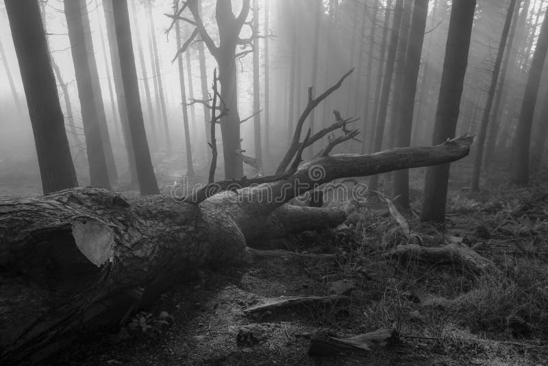 Fallen Tree and Sunflare in the Forest Black and White Stock Photo ...