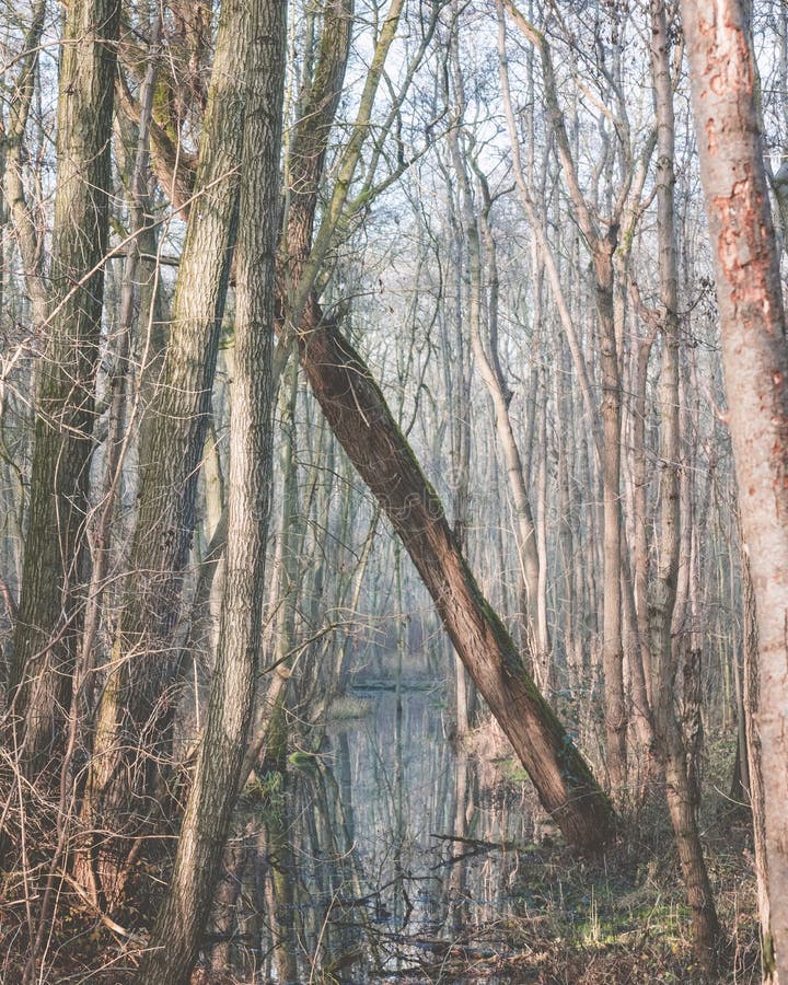 Fallen Tree Supported by Other Trees Stock Image - Image of forest ...