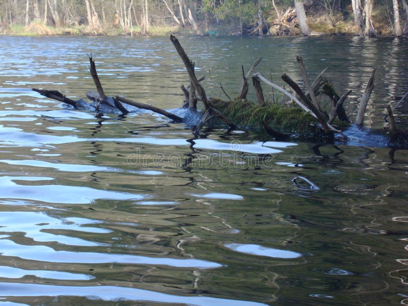 Fallen Tree on the Surface of the Lake Stock Image - Image of lake ...