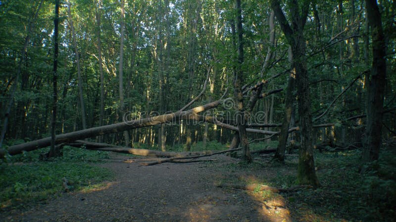 A Fallen Tree Surrounded by Dense Foliage. Mossy Fallen Tree in the ...