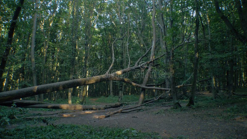 A Fallen Tree Surrounded by Dense Foliage. Mossy Fallen Tree in the ...