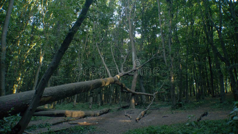 A Fallen Tree Surrounded by Dense Foliage. Mossy Fallen Tree in the ...