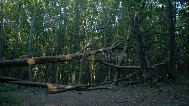 A Fallen Tree Surrounded by Dense Foliage. Mossy Fallen Tree in the ...