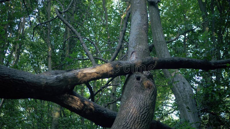 A Fallen Tree Surrounded by Dense Foliage. Mossy Fallen Tree in the ...