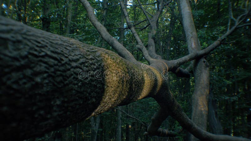 A Fallen Tree Surrounded by Dense Foliage. Mossy Fallen Tree in the ...