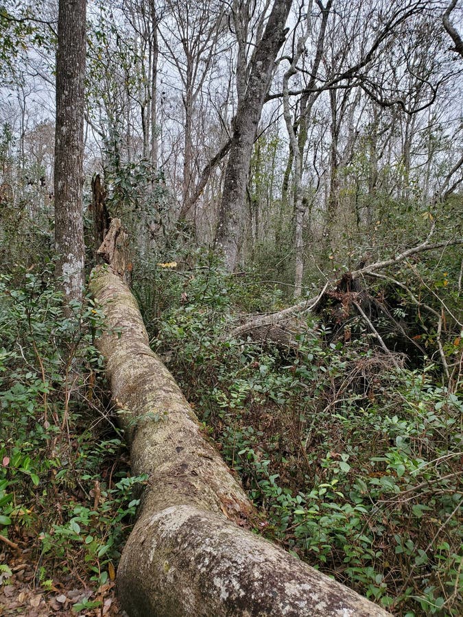 Fallen tree is swamp stock image. Image of wilderness - 209641587