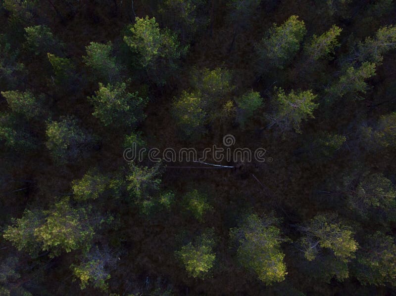 A Fallen Tree in a Swamp, Top View Stock Image - Image of frosty, dead ...
