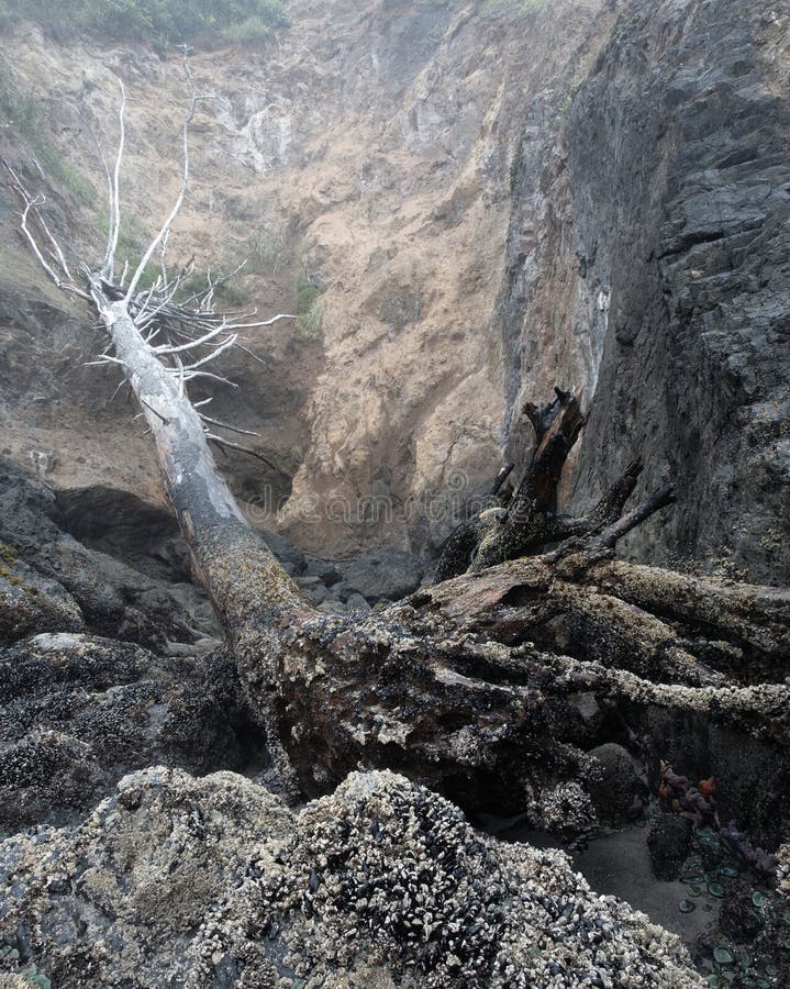 Fallen Tree in Tidal Pool at Low Tide Stock Photo - Image of explore ...