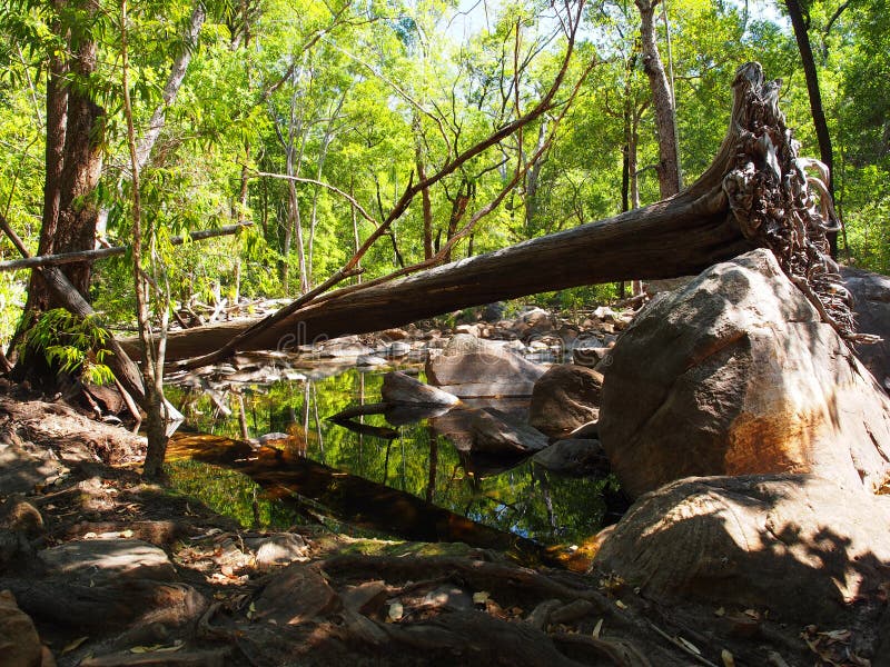 Fallen Tree in the Top End, Australia Stock Photo - Image of outback ...