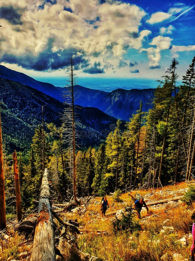 A Fallen Tree Towards the Top of the Mountain in the July Alps Stock ...