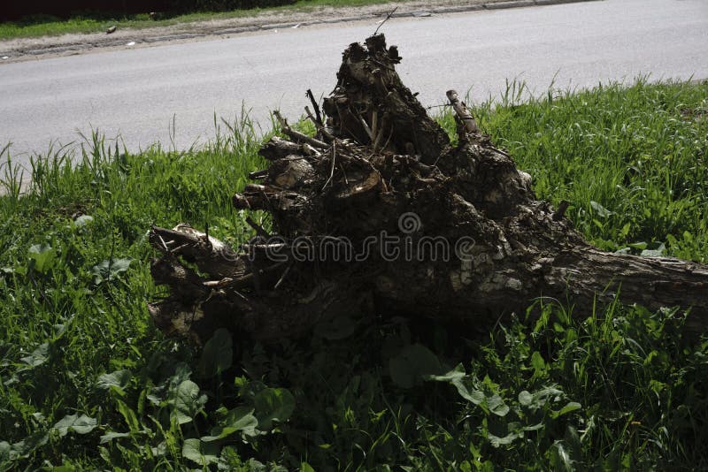 Fallen Tree beside the Trail Stock Photo - Image of nature, fallen ...