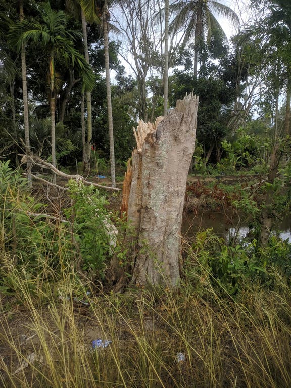 Fallen Tree Trees Fell Due To Strong Winds Stock Image - Image of winds ...