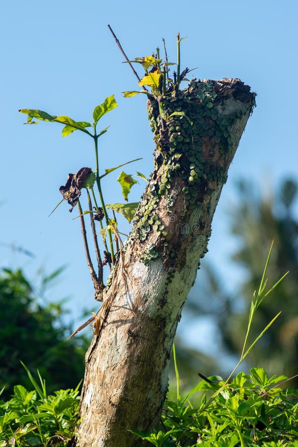 Fallen tree stock image. Image of trees, fallen, plants - 125249513