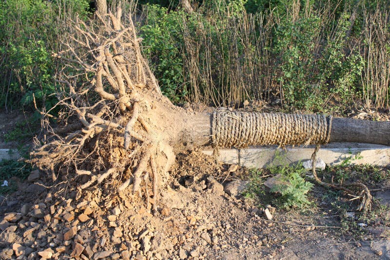 Fallen tree stock image. Image of severe, roots, damaged - 33541849