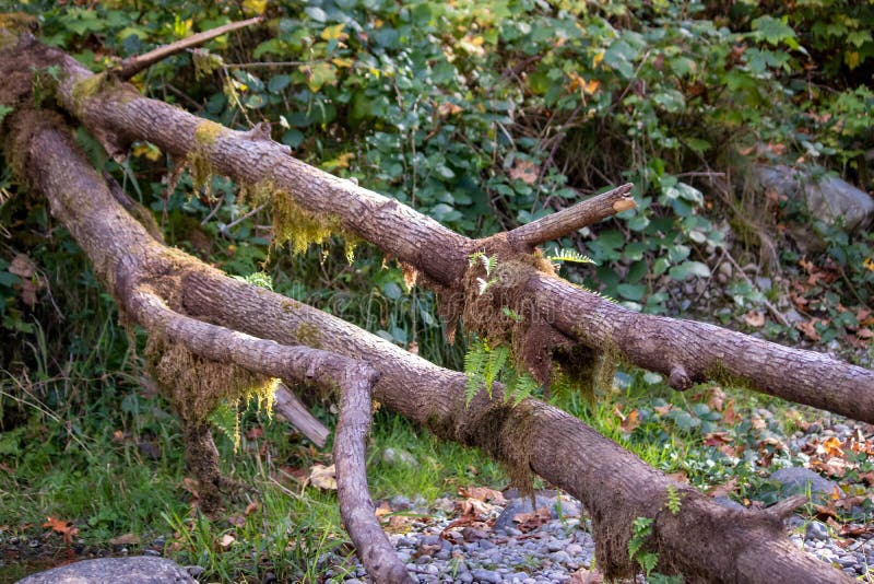 A Fallen Tree Trunk Across the Hiking Trail Stock Image - Image of ...