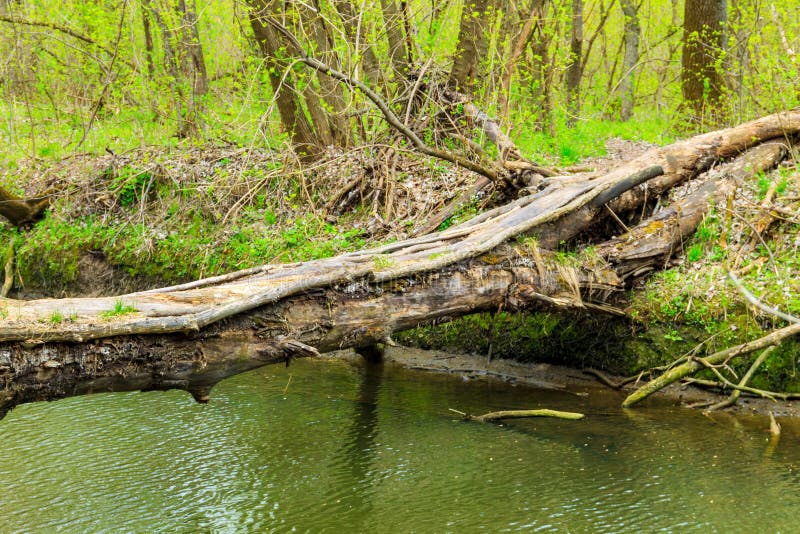Fallen Tree Trunk As Bridge Over a River in Green Forest Stock Photo ...