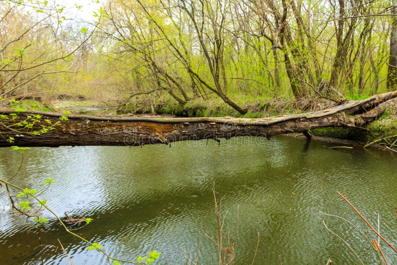 Fallen Tree Trunk As a Bridge Over River in Green Forest Stock Image ...