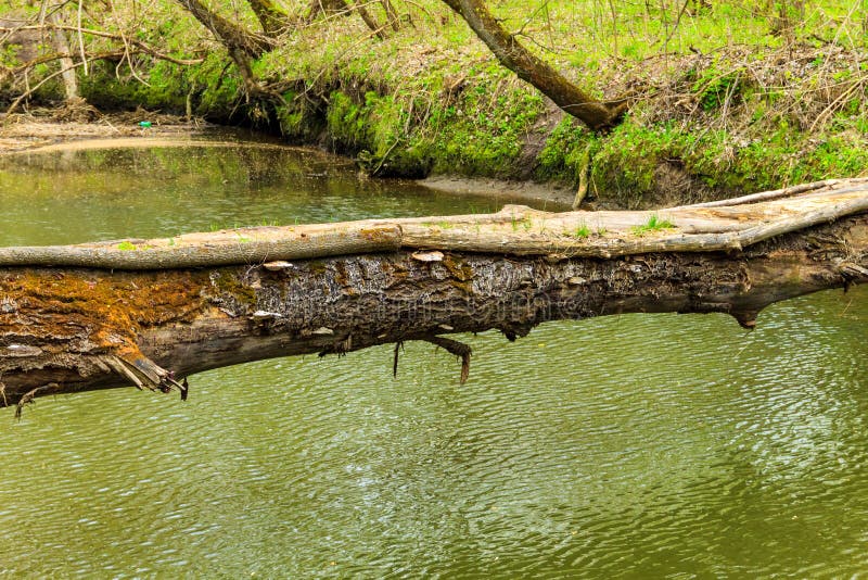 Fallen Tree Trunk As a Bridge Over River in Green Forest Stock Image ...